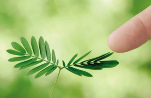 10 Contoh Peka Terhadap Rangsang pada Makhluk Hidup Beserta ...