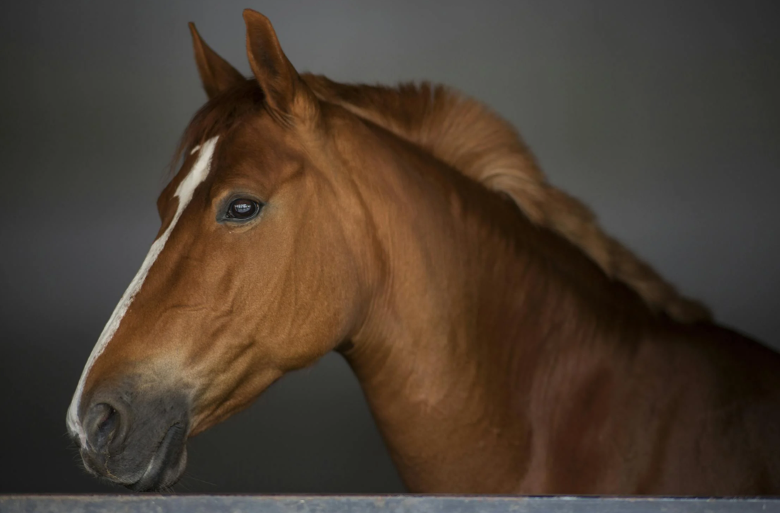 Inilah Ciri-Ciri Kuda yang Perlu Kamu Ketahui – Gramedia Literasi