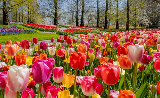 Keindahan Alam: 5 Bunga Tercantik di Dunia – Gramedia Literasi