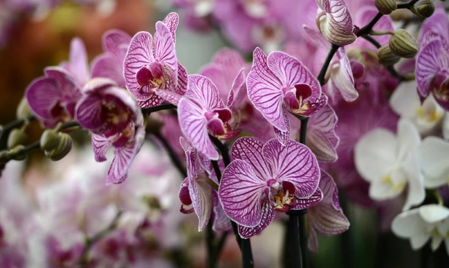 Keindahan Alam: 5 Bunga Tercantik di Dunia – Gramedia Literasi