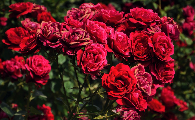 Keindahan Alam: 5 Bunga Tercantik di Dunia – Gramedia Literasi