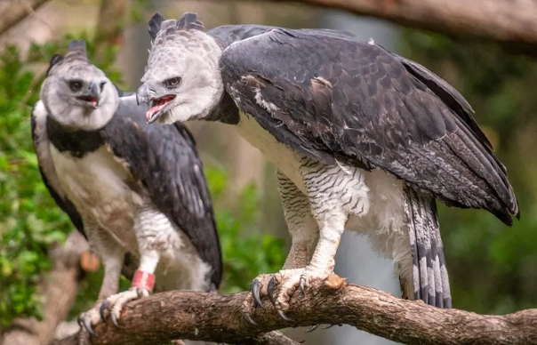 Mengungkap 10 Burung Terbesar di Dunia: Raksasa Langit yang Menakjubkan ...