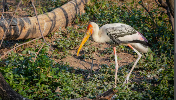 Mengungkap 10 Burung Terbesar di Dunia: Raksasa Langit yang Menakjubkan ...