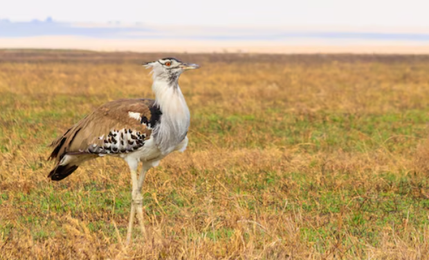 Mengungkap 10 Burung Terbesar di Dunia: Raksasa Langit yang Menakjubkan ...