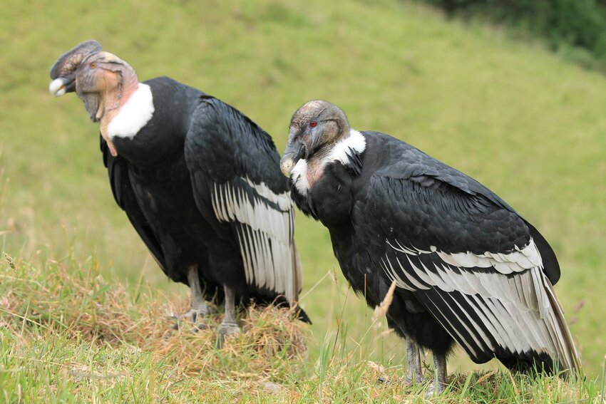 Mengungkap 10 Burung Terbesar di Dunia: Raksasa Langit yang Menakjubkan ...