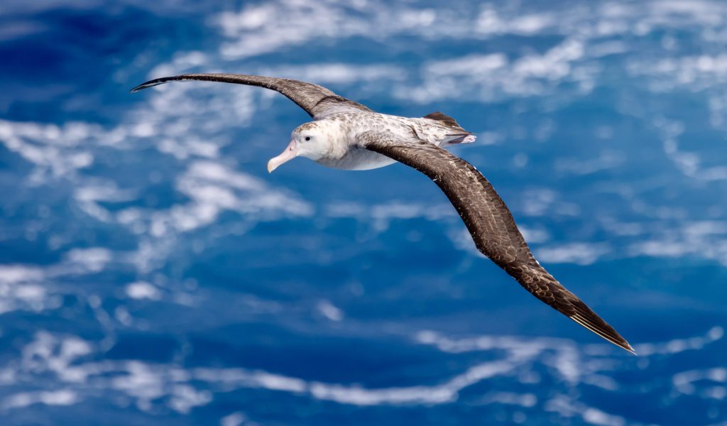 Mengungkap 10 Burung Terbesar di Dunia: Raksasa Langit yang Menakjubkan ...