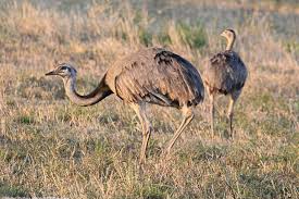 Mengungkap 10 Burung Terbesar di Dunia: Raksasa Langit yang Menakjubkan ...