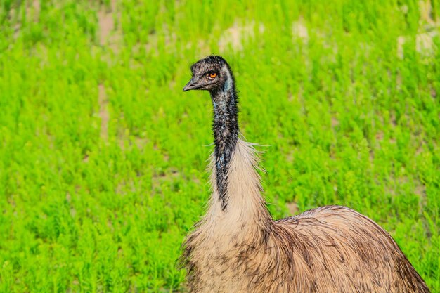 Mengungkap 10 Burung Terbesar di Dunia: Raksasa Langit yang Menakjubkan ...