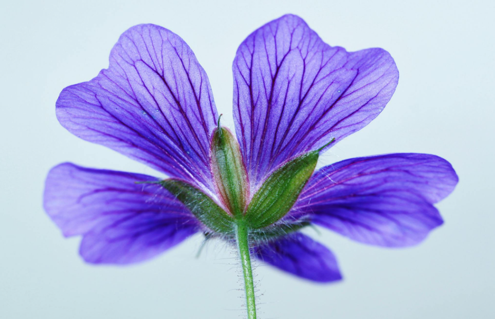 Mengenal Mahkota Bunga: Lebih dari Sekadar Hiasan – Gramedia Literasi