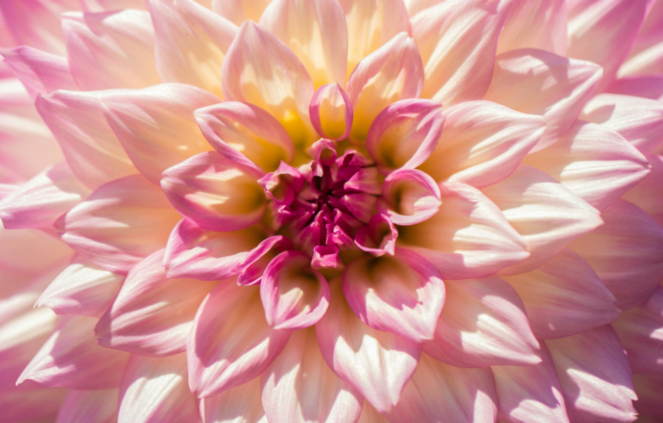 Mengenal Mahkota Bunga: Lebih dari Sekadar Hiasan – Gramedia Literasi