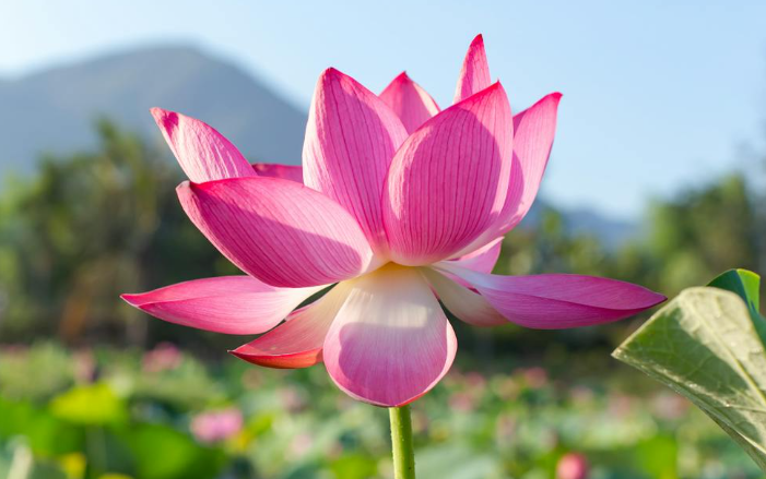 Mengenal Mahkota Bunga: Lebih dari Sekadar Hiasan – Gramedia Literasi