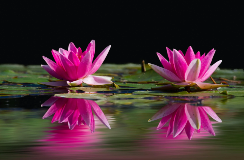 Mengenal Struktur dan Fungsi Bunga: Kunci Reproduksi Tanaman – Gramedia ...