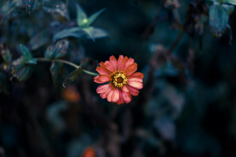 Mengenal Struktur dan Fungsi Bunga: Kunci Reproduksi Tanaman – Gramedia ...